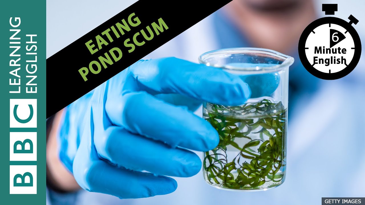 Would you eat pond scum? Eating Microalgae! Listen to 6 Minute English ...